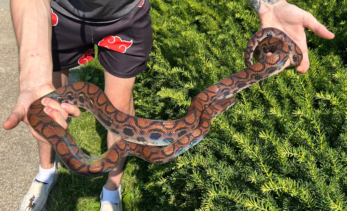 Adult Brazilian Rainbow Boa (Male 4) – Scales and Tails of Ohio