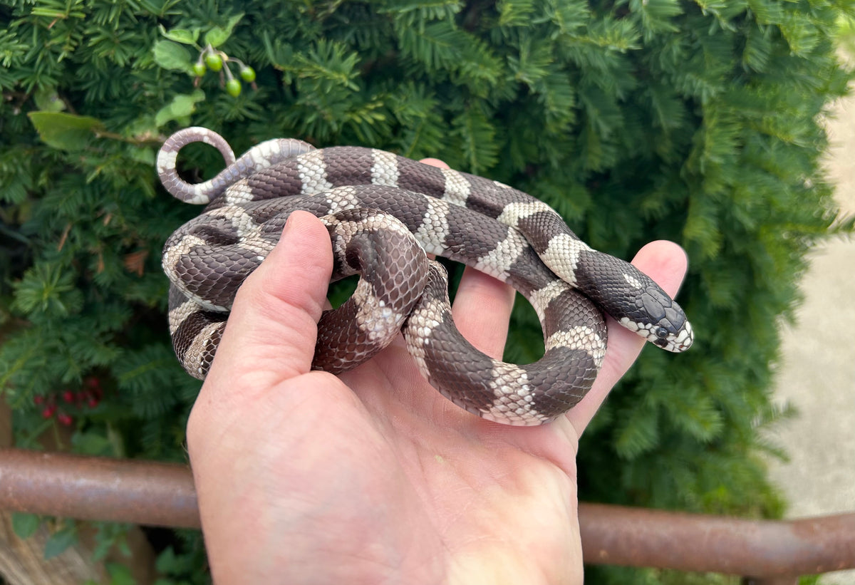 Sub-Adult California Kingsnake (Female) – Scales and Tails of Ohio