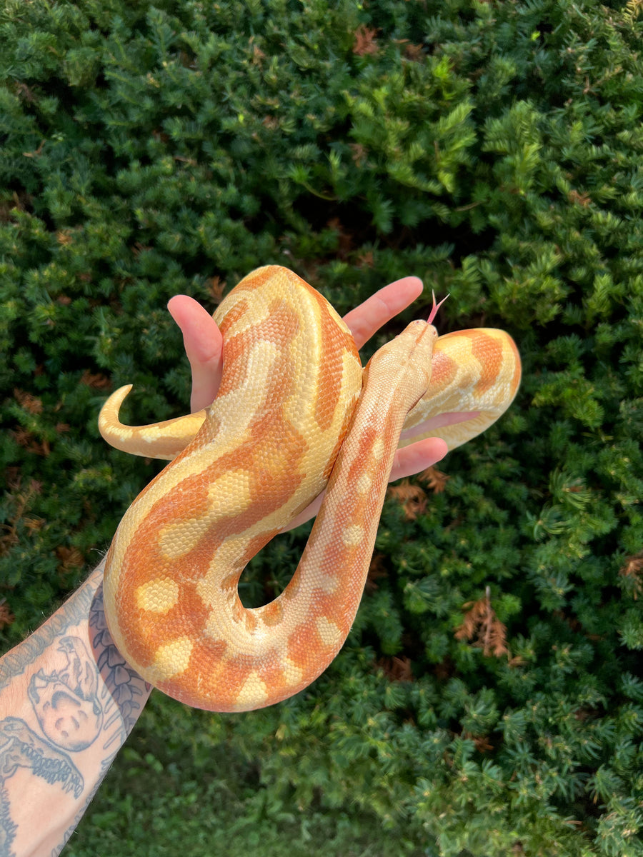 Sub-Adult T+ Albino Blood Python (Female) – Scales and Tails of Ohio