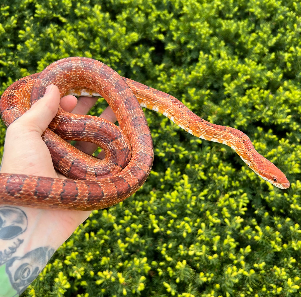 Adult Corn Snake (Male 2) – Scales and Tails of Ohio