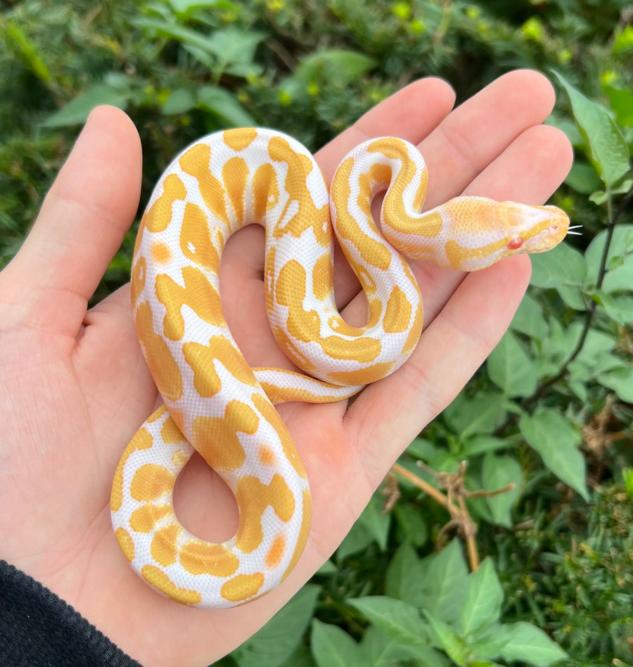 Ball Pythons – Page 2 – Scales and Tails of Ohio