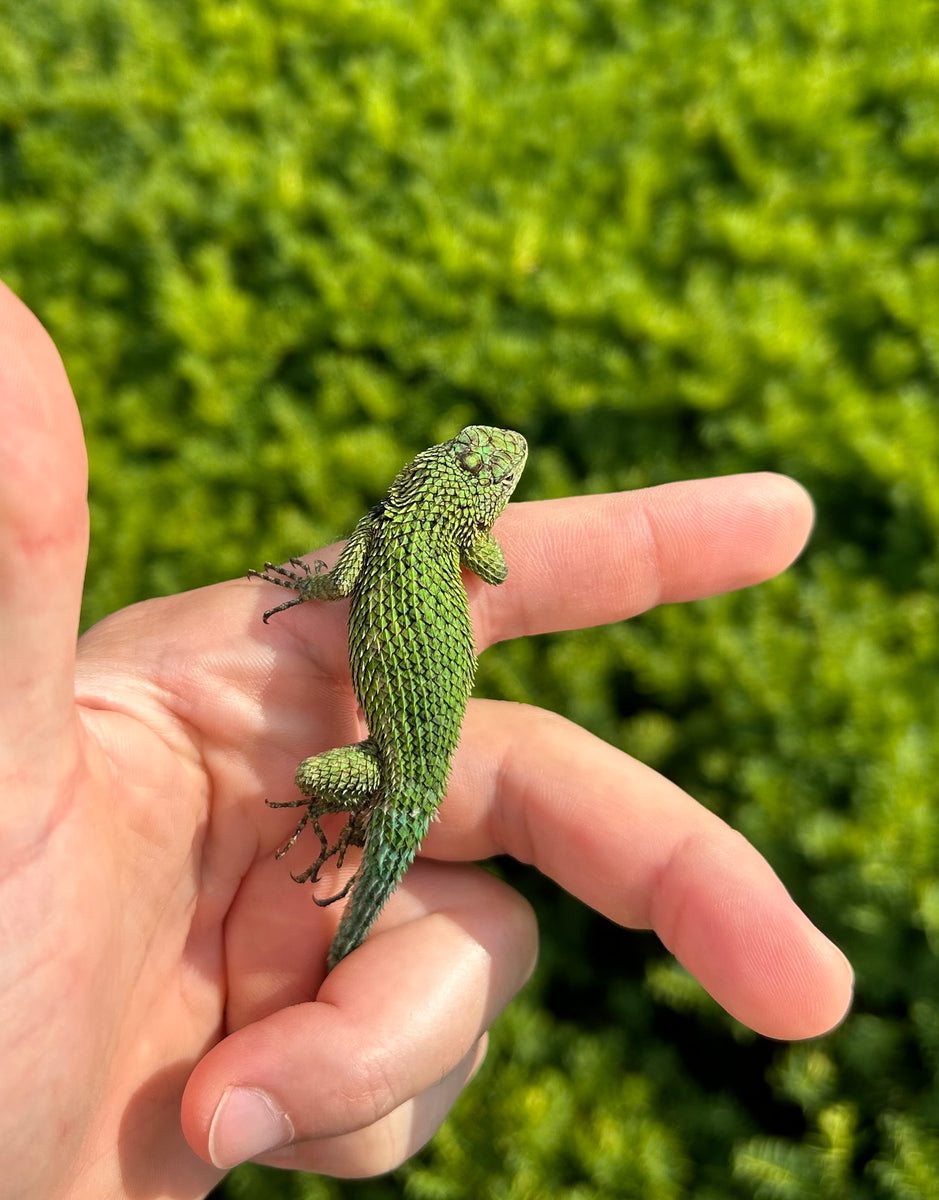Emerald Swift – Scales and Tails of Ohio