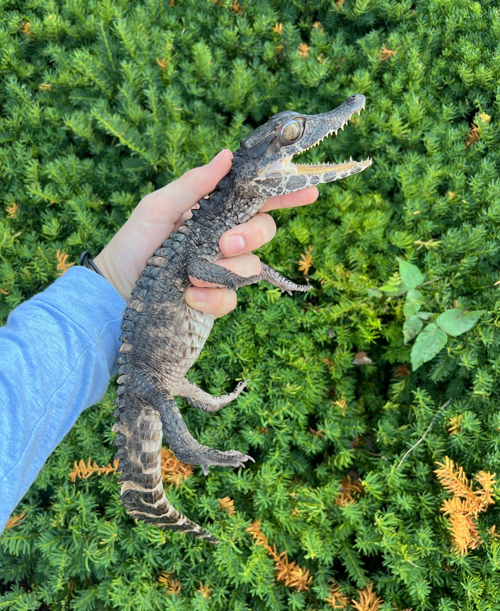 Small Smooth-Fronted Caiman (15-20”) – Scales and Tails of Ohio
