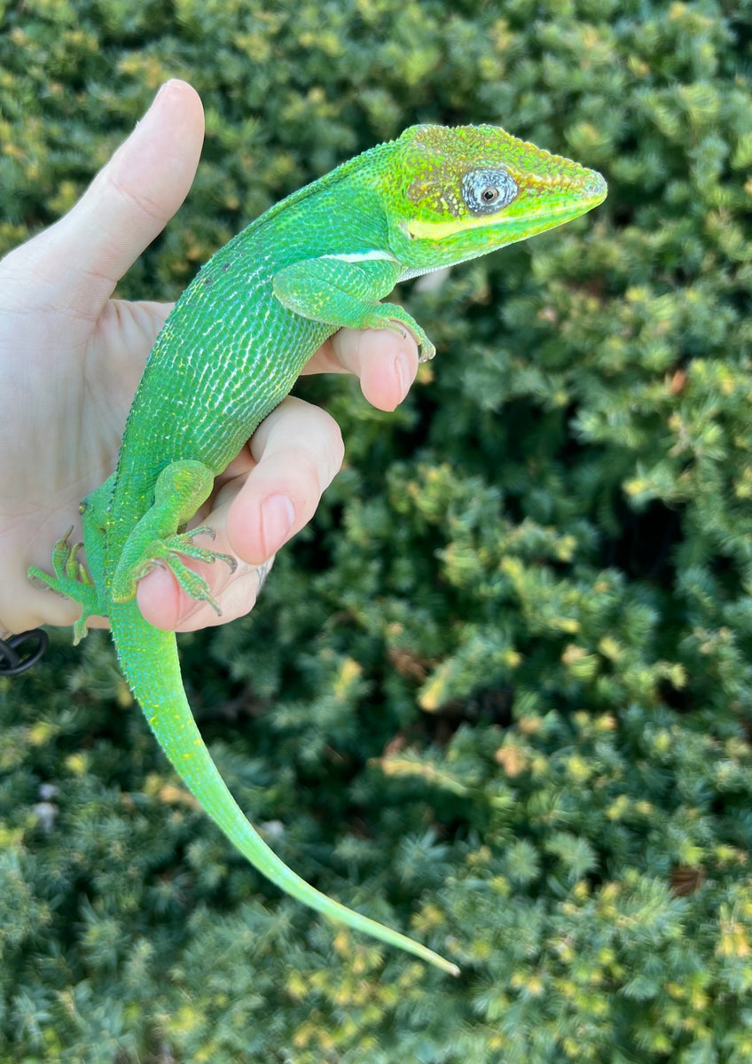 Adult Knight Anole (1) – Scales and Tails of Ohio