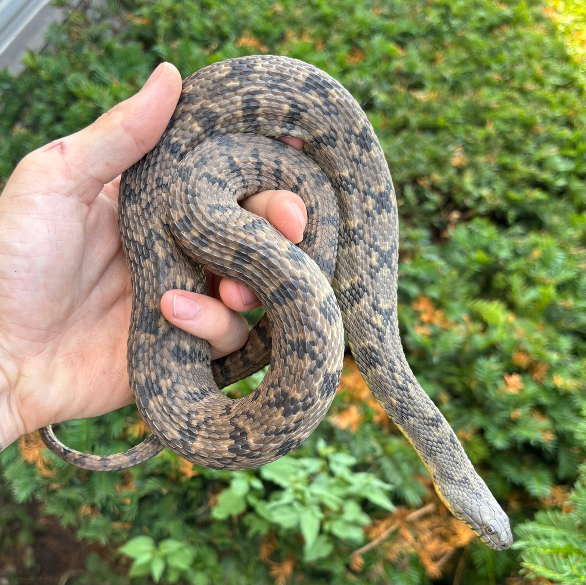 Adult Diamondback Water Snake – Scales and Tails of Ohio