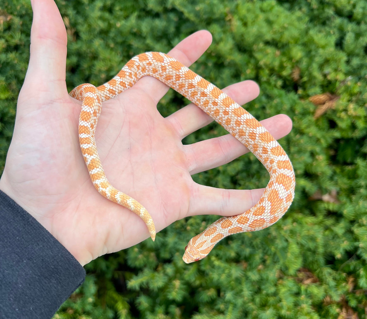 Adult Red Albino Western Hognose Snake (Male) – Scales and Tails of Ohio