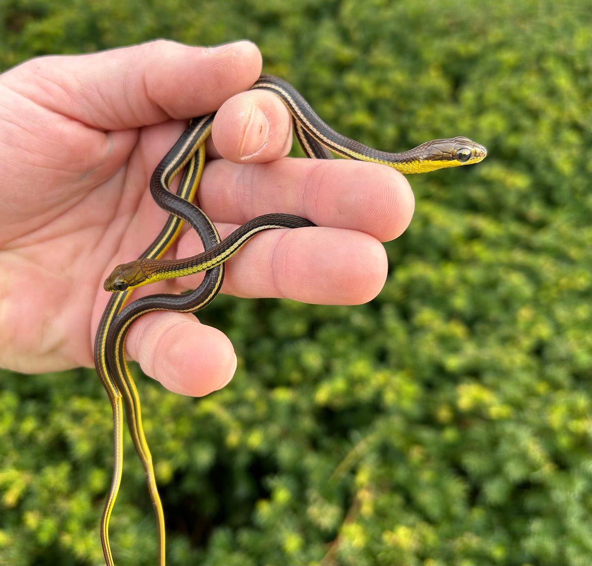 Baby Striped Bronzeback Snake – Scales and Tails of Ohio