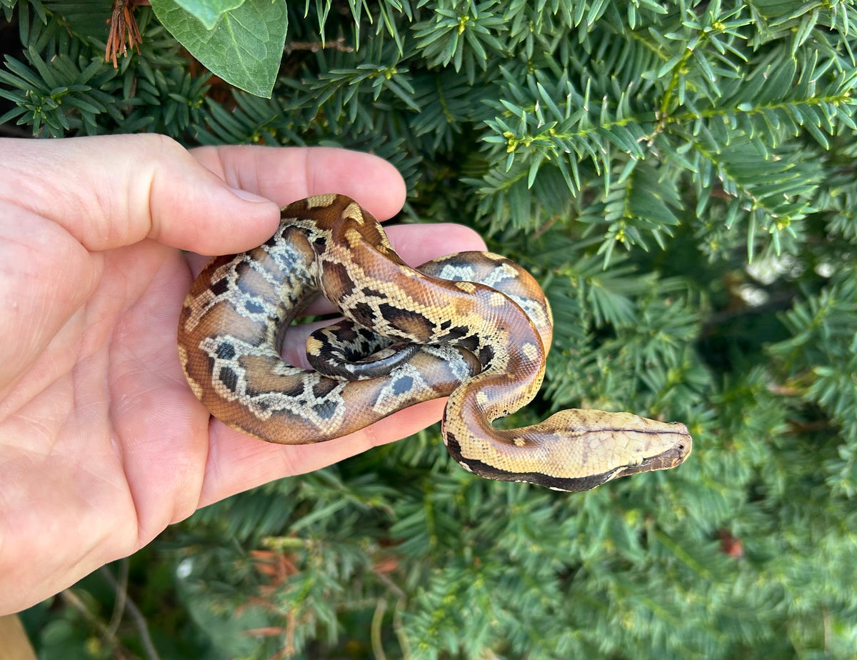 Baby Red Blood Python (Female 3) – Scales and Tails of Ohio