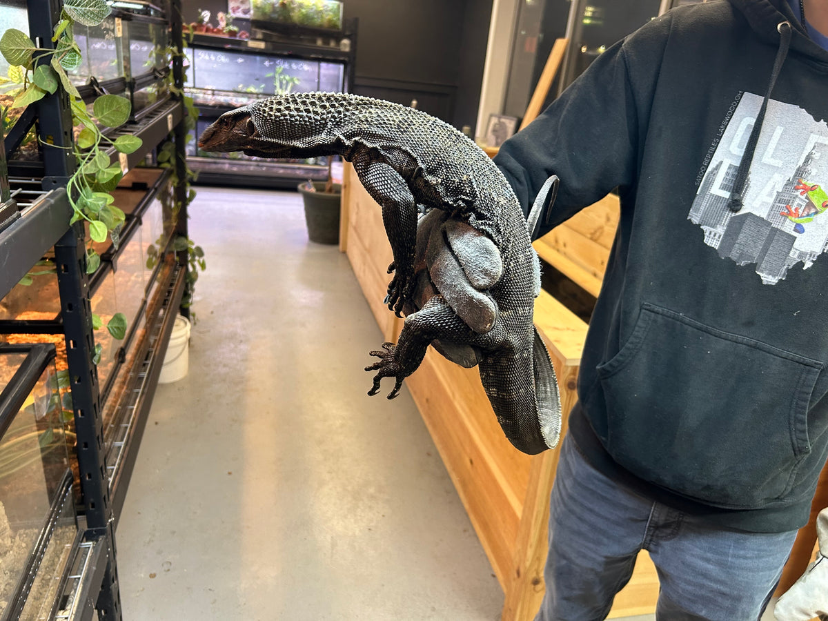 Adult Black Roughneck Monitor (2) – Scales and Tails of Ohio