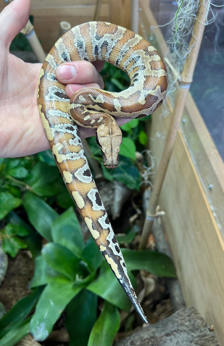 Baby Red Blood Python (Female 11) – Scales and Tails of Ohio