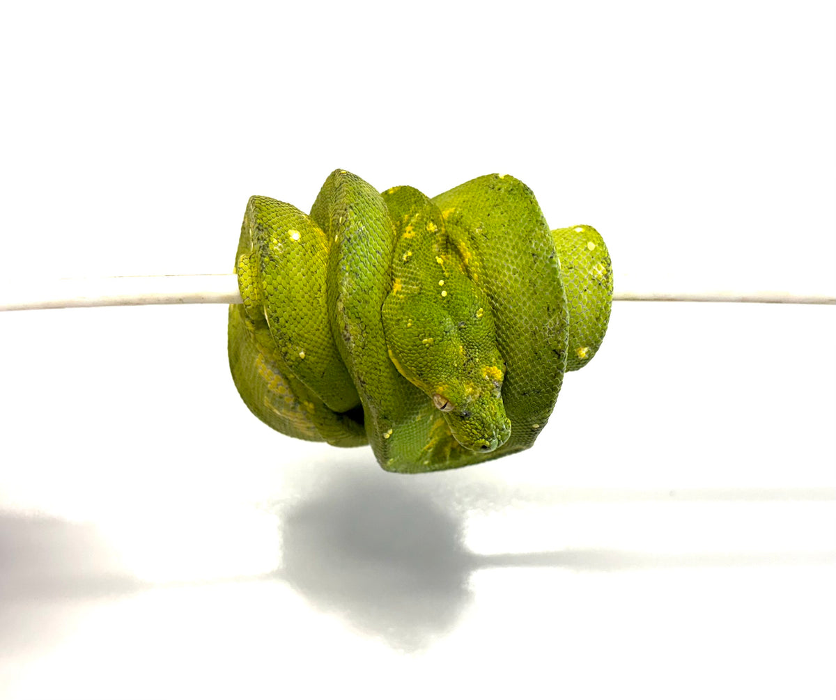 Sub-Adult Biak Green Tree Python (Female) – Scales and Tails of Ohio