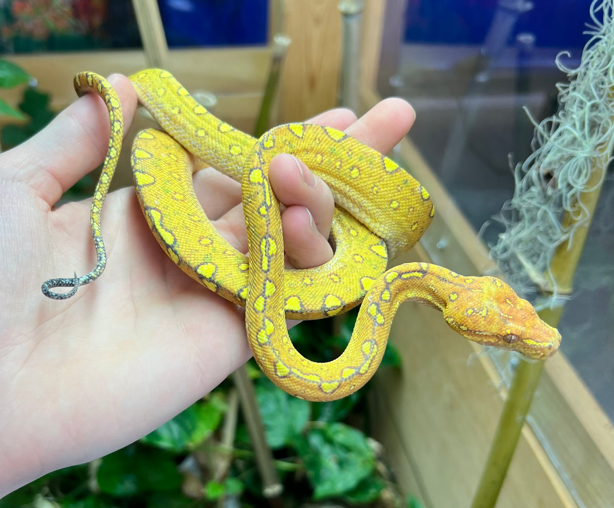 Juvenile Biak Green Tree Python (4) – Scales and Tails of Ohio