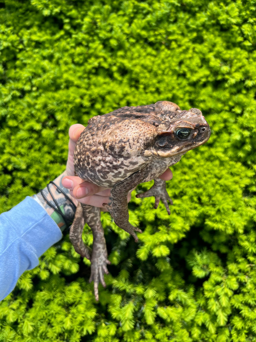 Cane Toad – Scales and Tails of Ohio