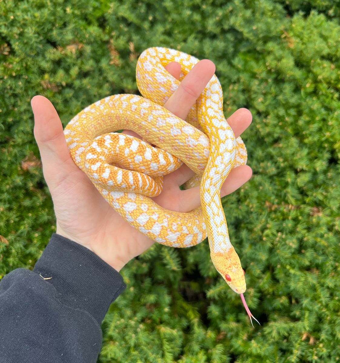 Adult Albino Applegate San Diego Gopher Snake (Male 1) – Scales and ...