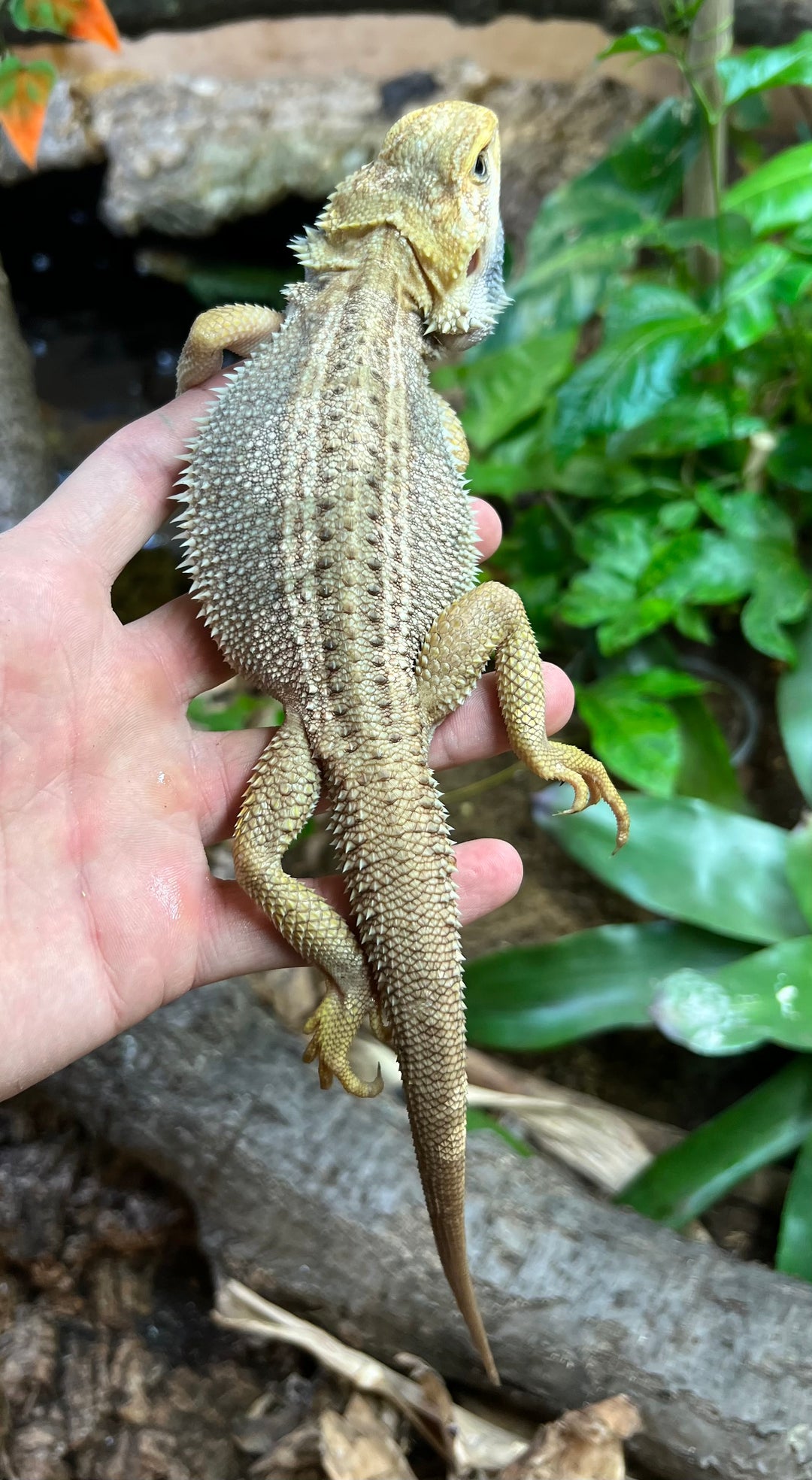 Bearded Dragons – Scales and Tails of Ohio