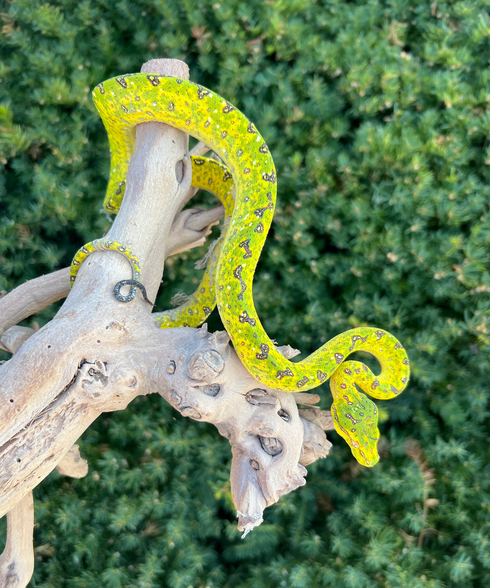 Juvenile Biak Green Tree Python (5) – Scales and Tails of Ohio