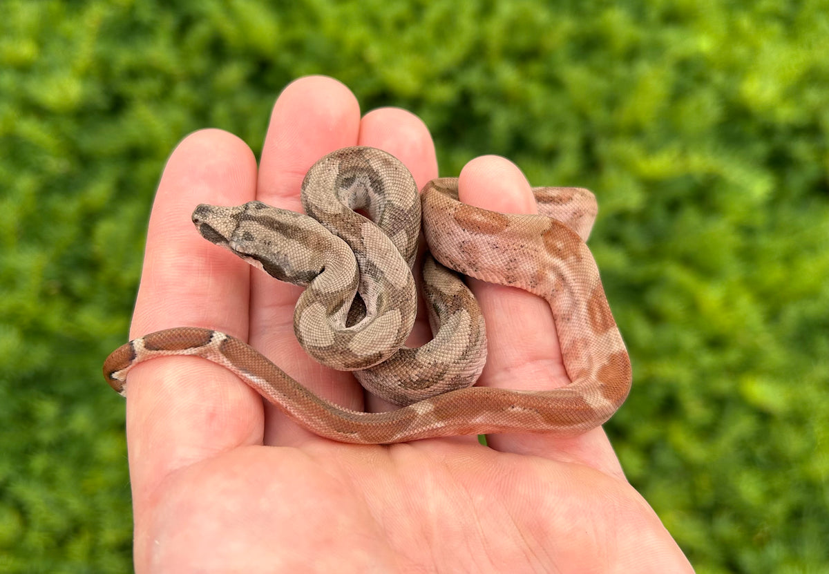 Baby Hypo Central American Boa (Male 1) – Scales and Tails of Ohio