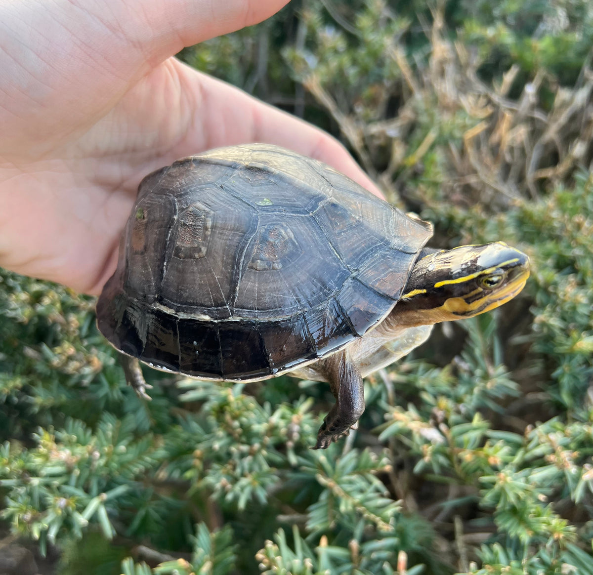 Adult Asian Box Turtle – Scales and Tails of Ohio