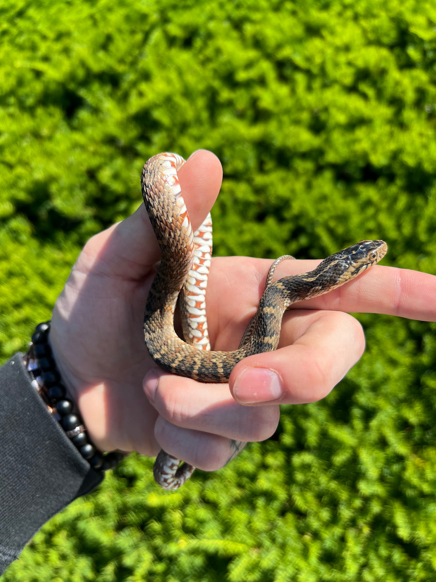 Baby Banded Water Snake (Female 1) – Scales and Tails of Ohio