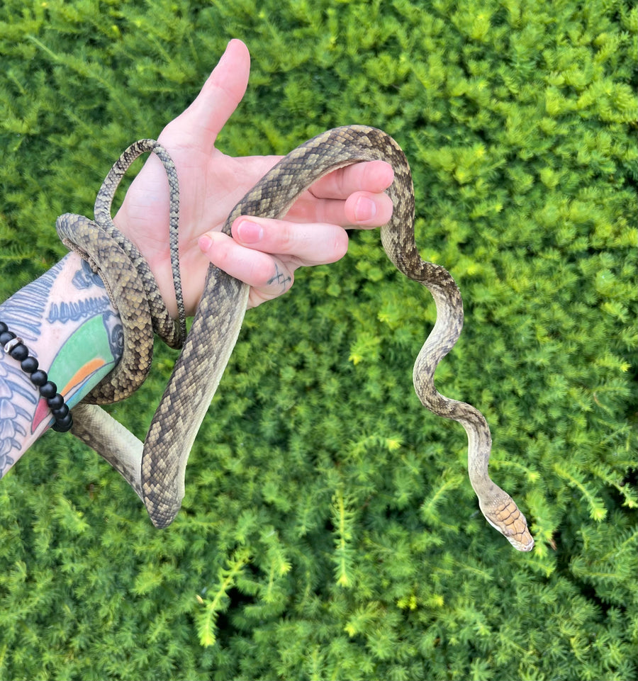 Pythons – Scales and Tails of Ohio