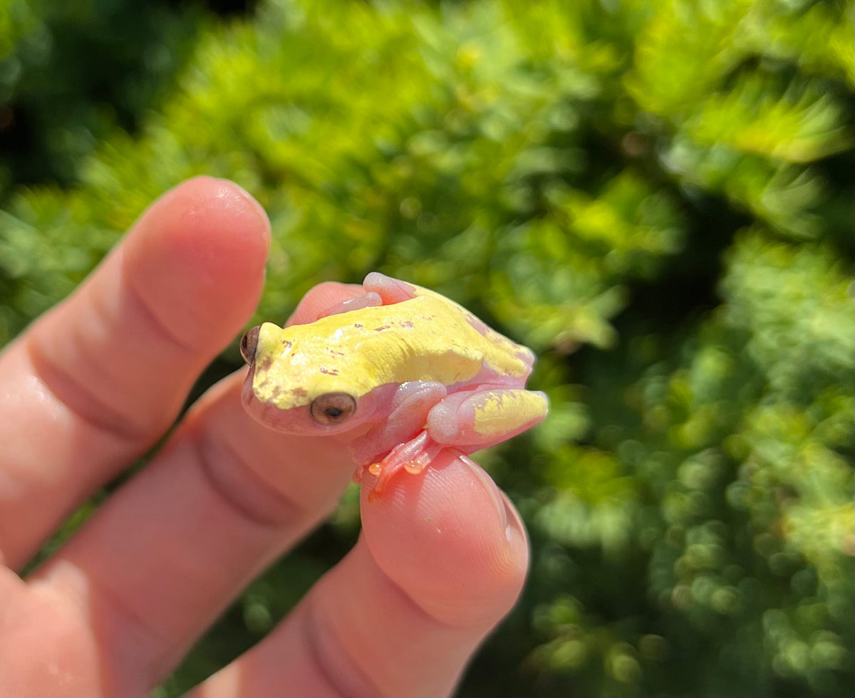 Patternless Triangle Tree Frog – Scales and Tails of Ohio