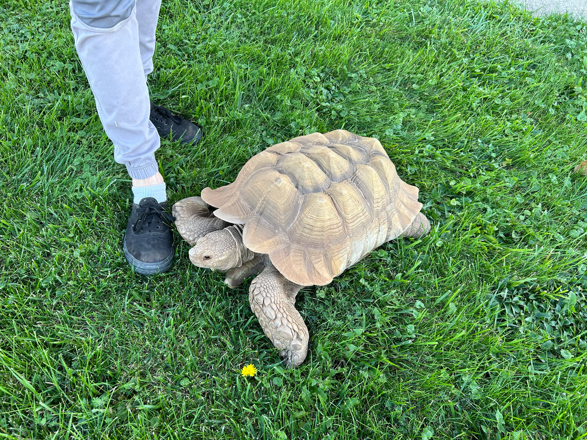 Adult Sulcata Tortoise (Male) – Scales and Tails of Ohio