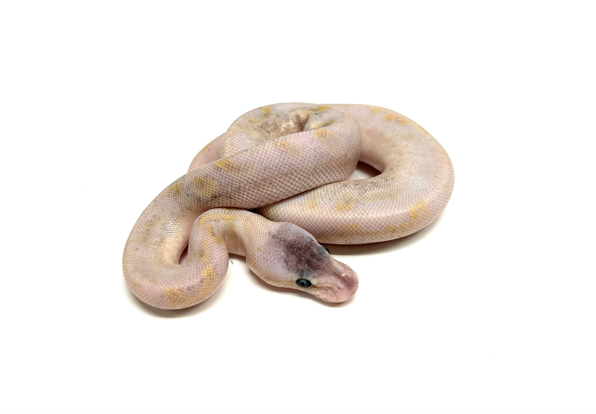 Baby Super Pastel Champagne Ball Python – Scales and Tails of Ohio