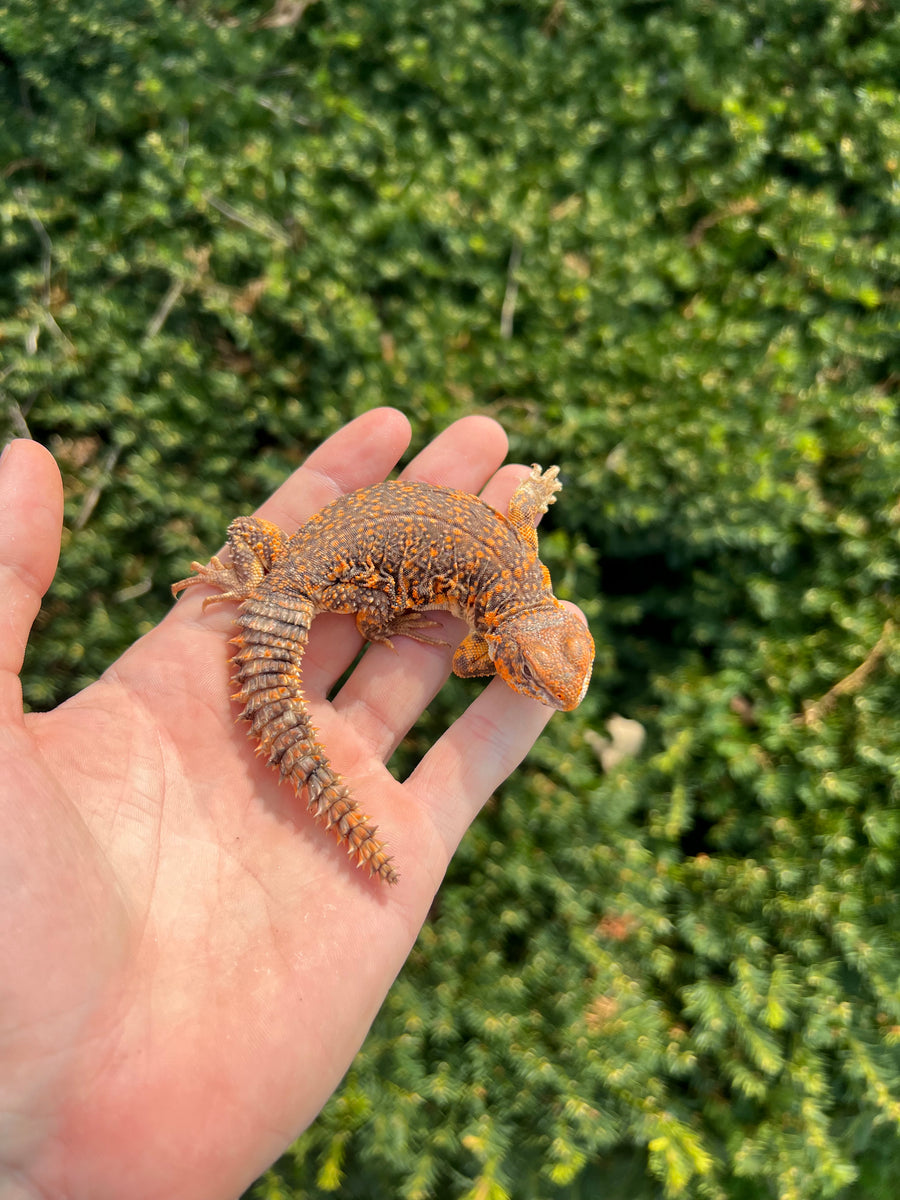 Baby Red Uromastyx – Scales and Tails of Ohio