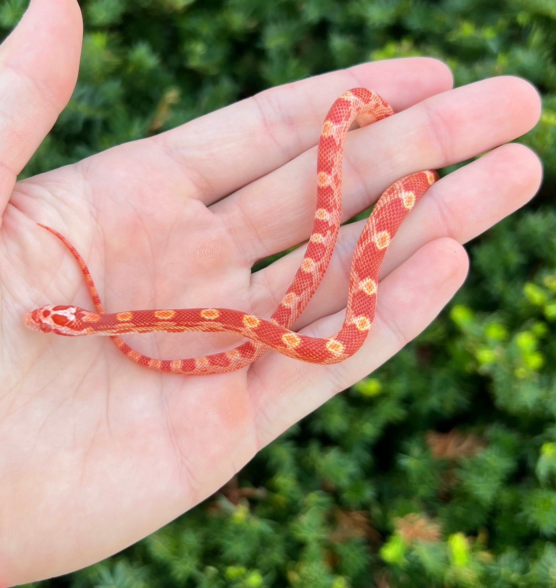 Corn Snakes – Page 2 – Scales and Tails of Ohio