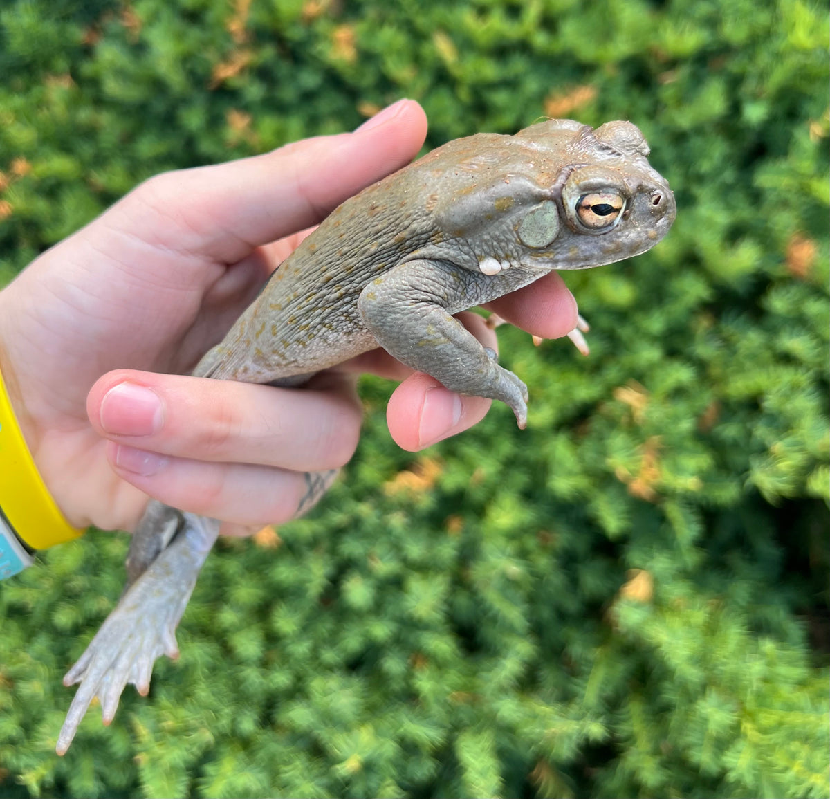 Adult Colorado River Toads (1.1 Pair) – Scales and Tails of Ohio