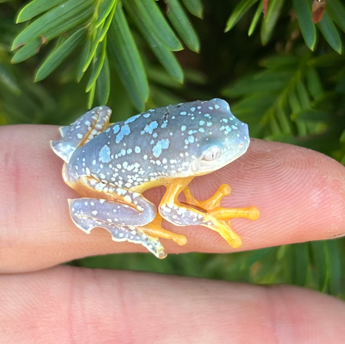 Baby Fringed Leaf Frog – Scales and Tails of Ohio