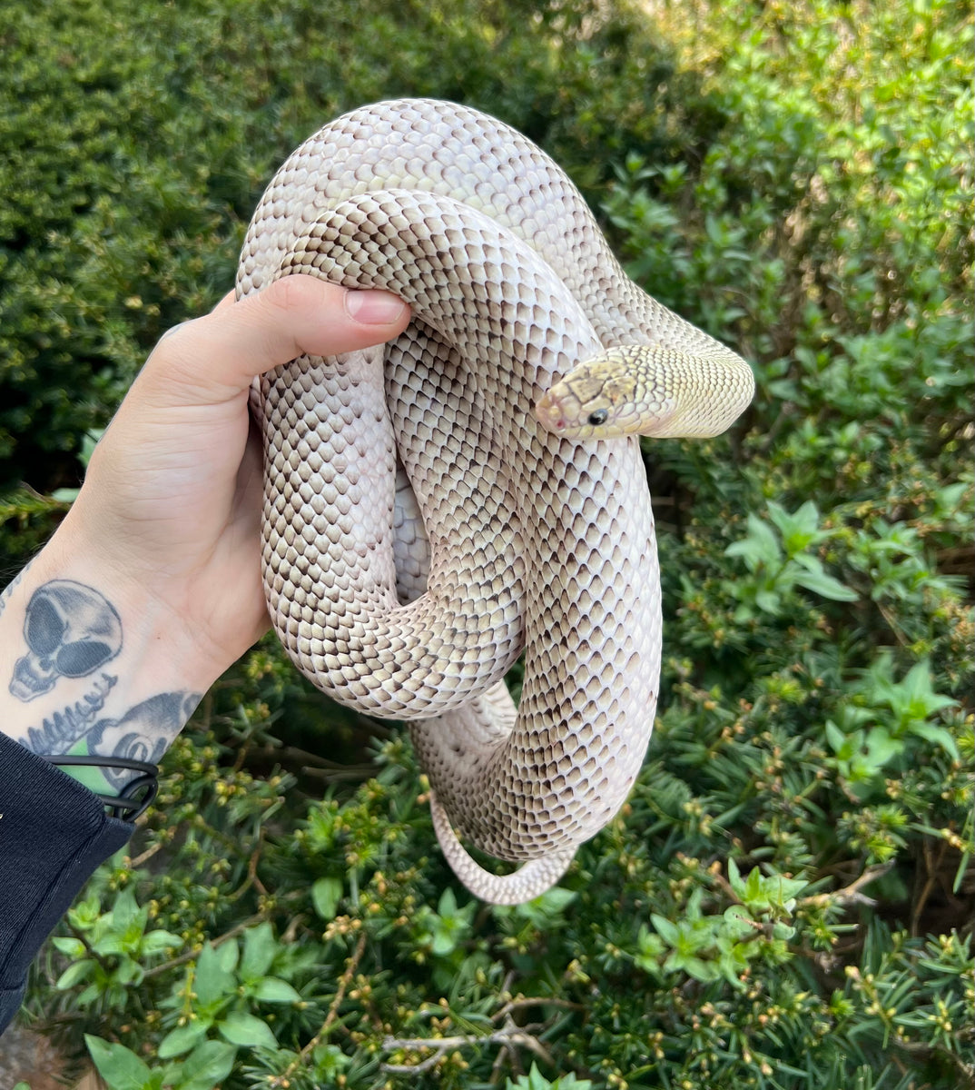 Adult Brooks Kingsnake (Male) – Scales and Tails of Ohio