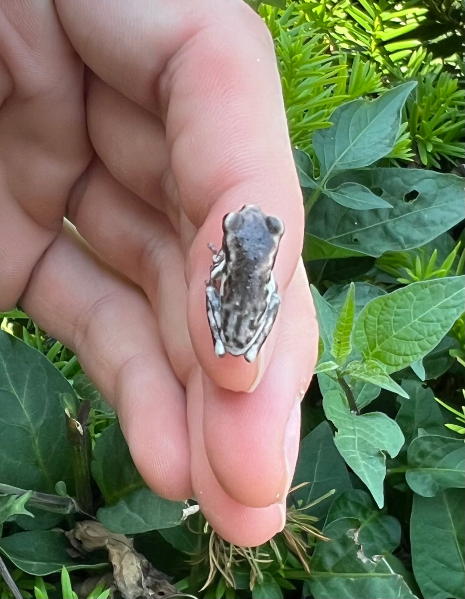 Baby Veined Tree Frog – Scales and Tails of Ohio