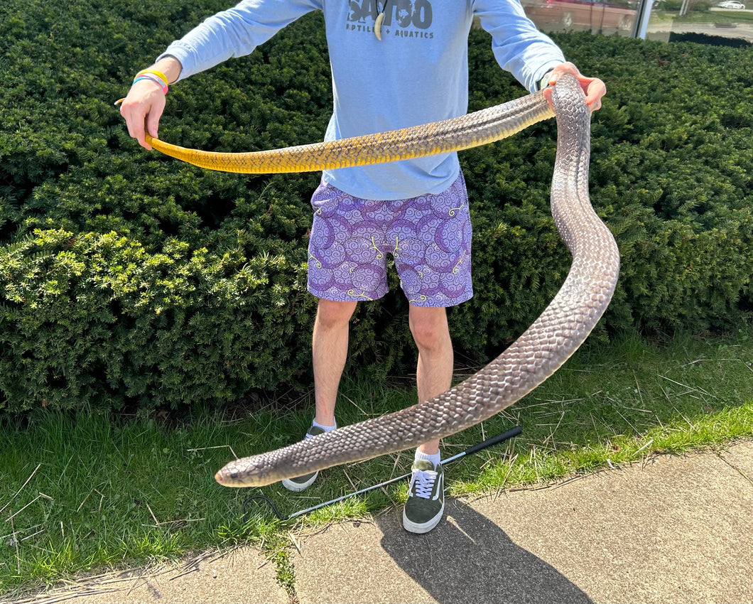 Adult Yellow-Tailed Cribo (Male) – Scales and Tails of Ohio