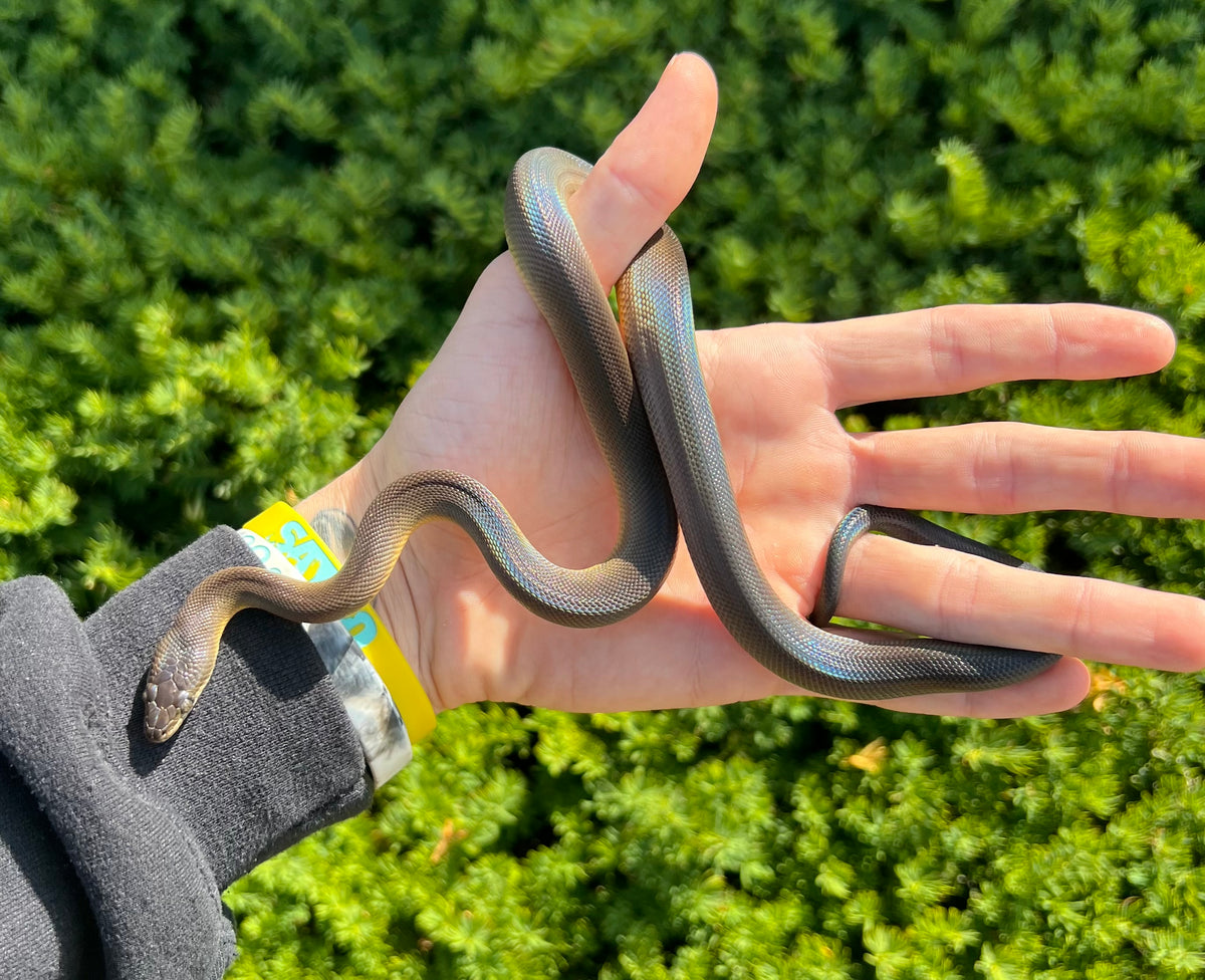 Juvenile Australian Water Python (Male) – Scales and Tails of Ohio