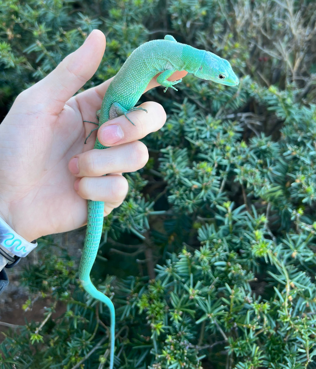 Adult Green Keeled Lizard (Male) – Scales and Tails of Ohio