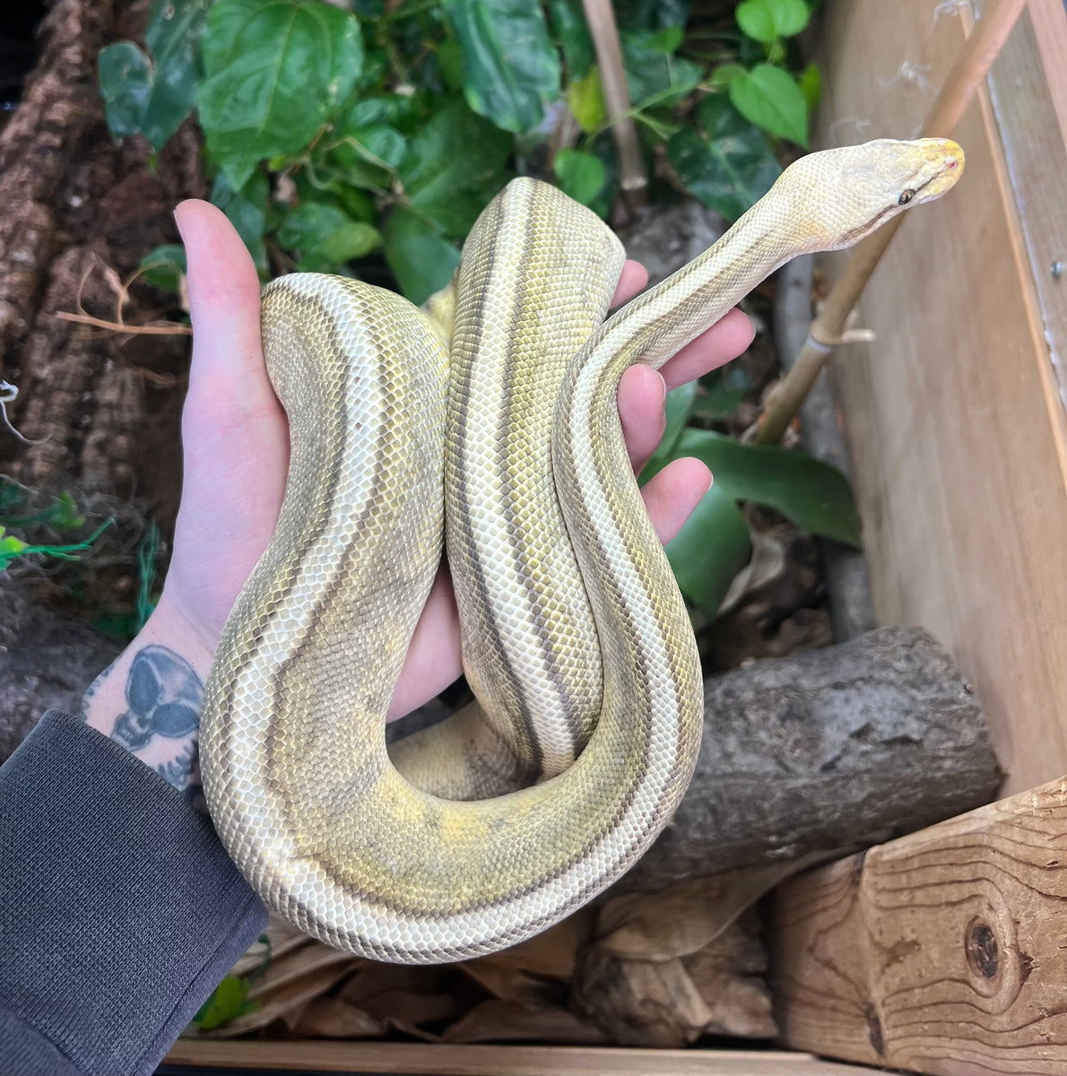Adult G-Stripe Ball Python (Female) – Scales and Tails of Ohio