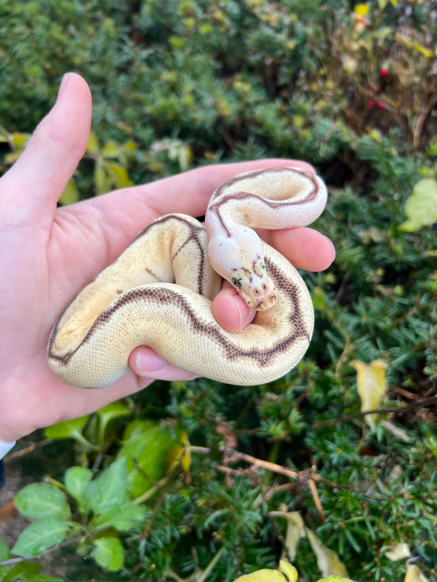 Baby Bumblebee Clown Ball Python – Scales and Tails of Ohio