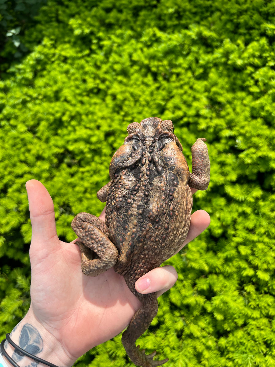 Cane Toad – Scales and Tails of Ohio