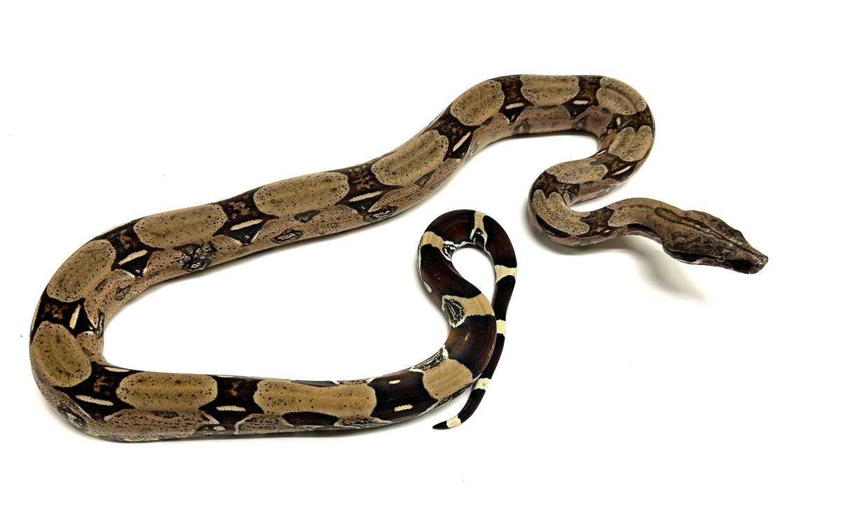 Small Suriname Boa (Male 2) – Scales and Tails of Ohio