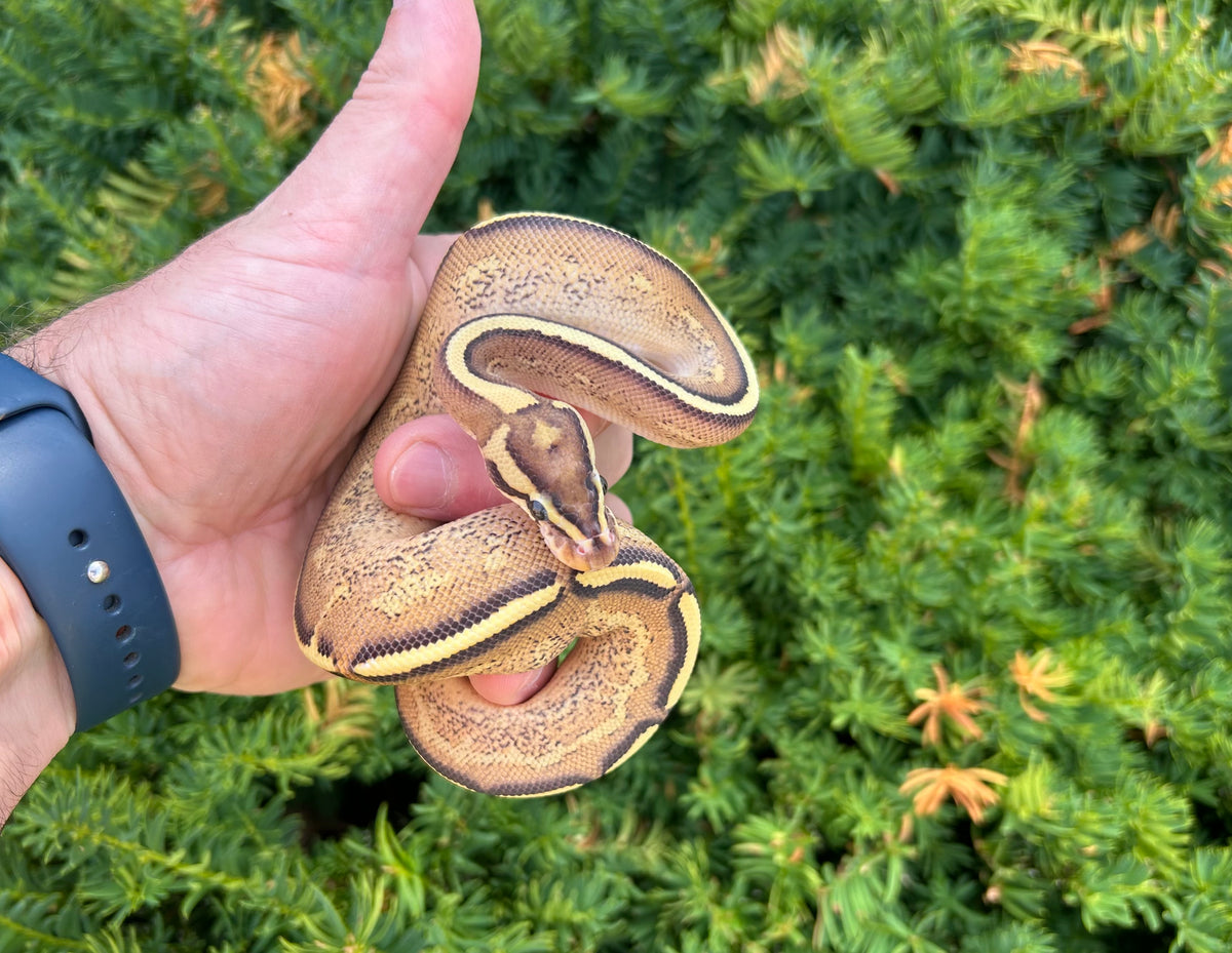 Baby Super Stripe Ball Python (Female) – Scales and Tails of Ohio