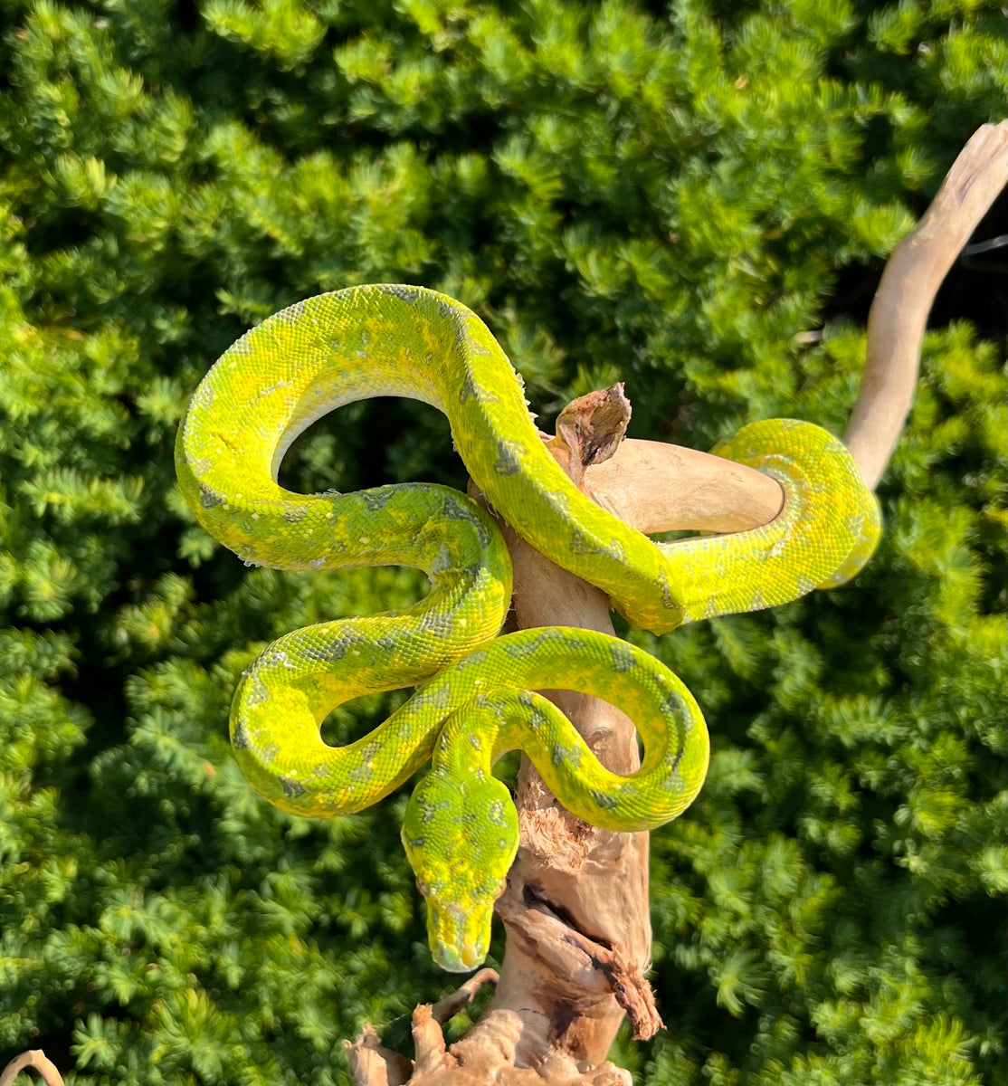 Juvenile Biak Green Tree Python (Male) – Scales and Tails of Ohio