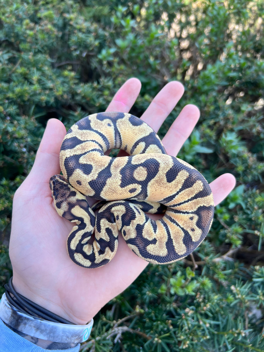 Baby Pastel Enchi Ball Python – Scales and Tails of Ohio