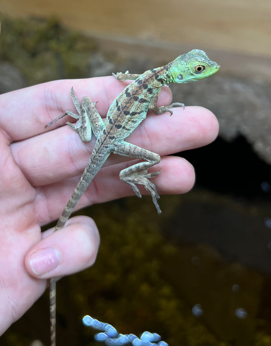 Baby Green Basilisk – Scales and Tails of Ohio
