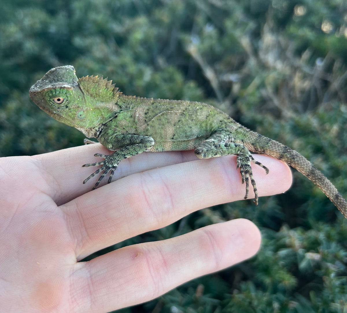 Baby Blue-Eyed Crested Dragon (1) – Scales and Tails of Ohio