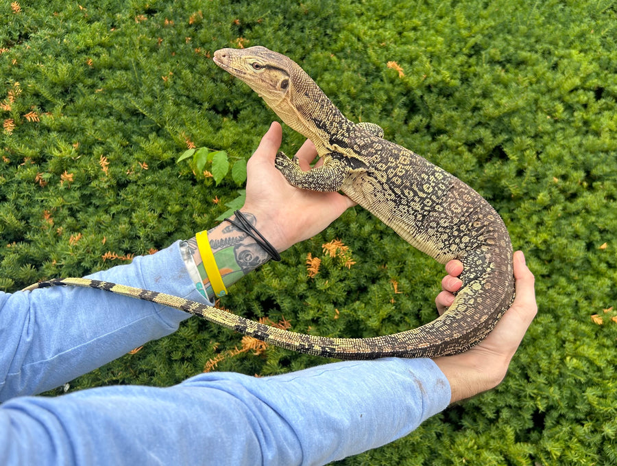 Monitors and Tegus – Page 2 – Scales and Tails of Ohio