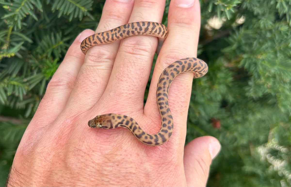 Baby Eastern Stimson’s Python (Female 1) – Scales and Tails of Ohio