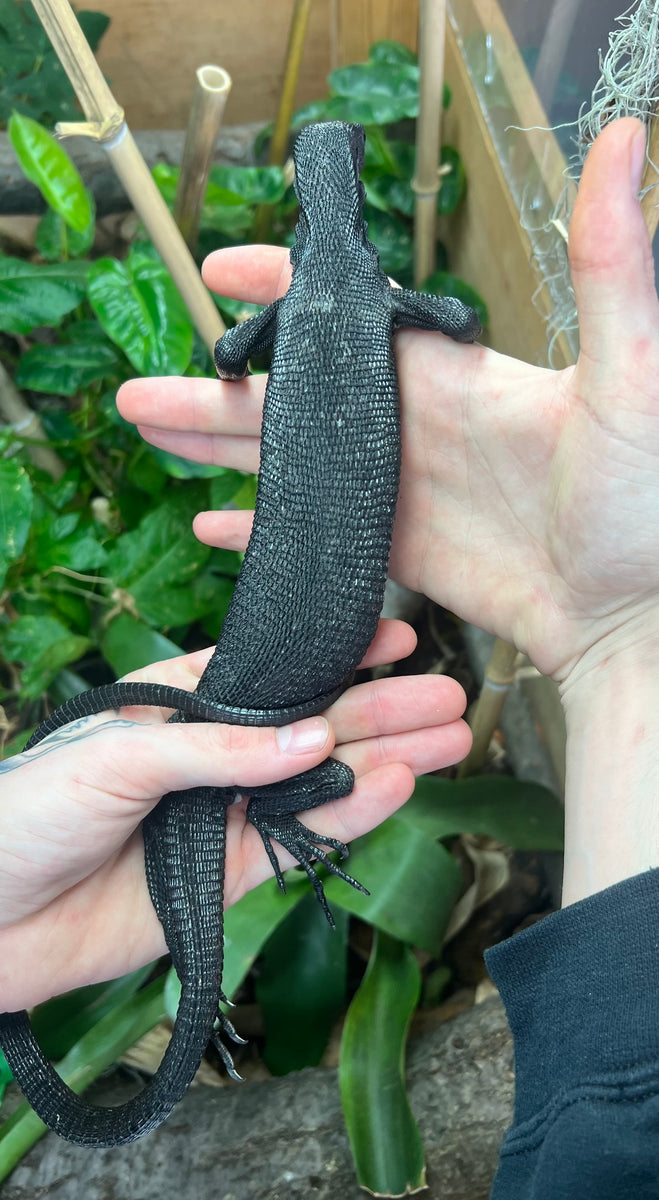 Adult Black Tree Monitor (Female) – Scales and Tails of Ohio