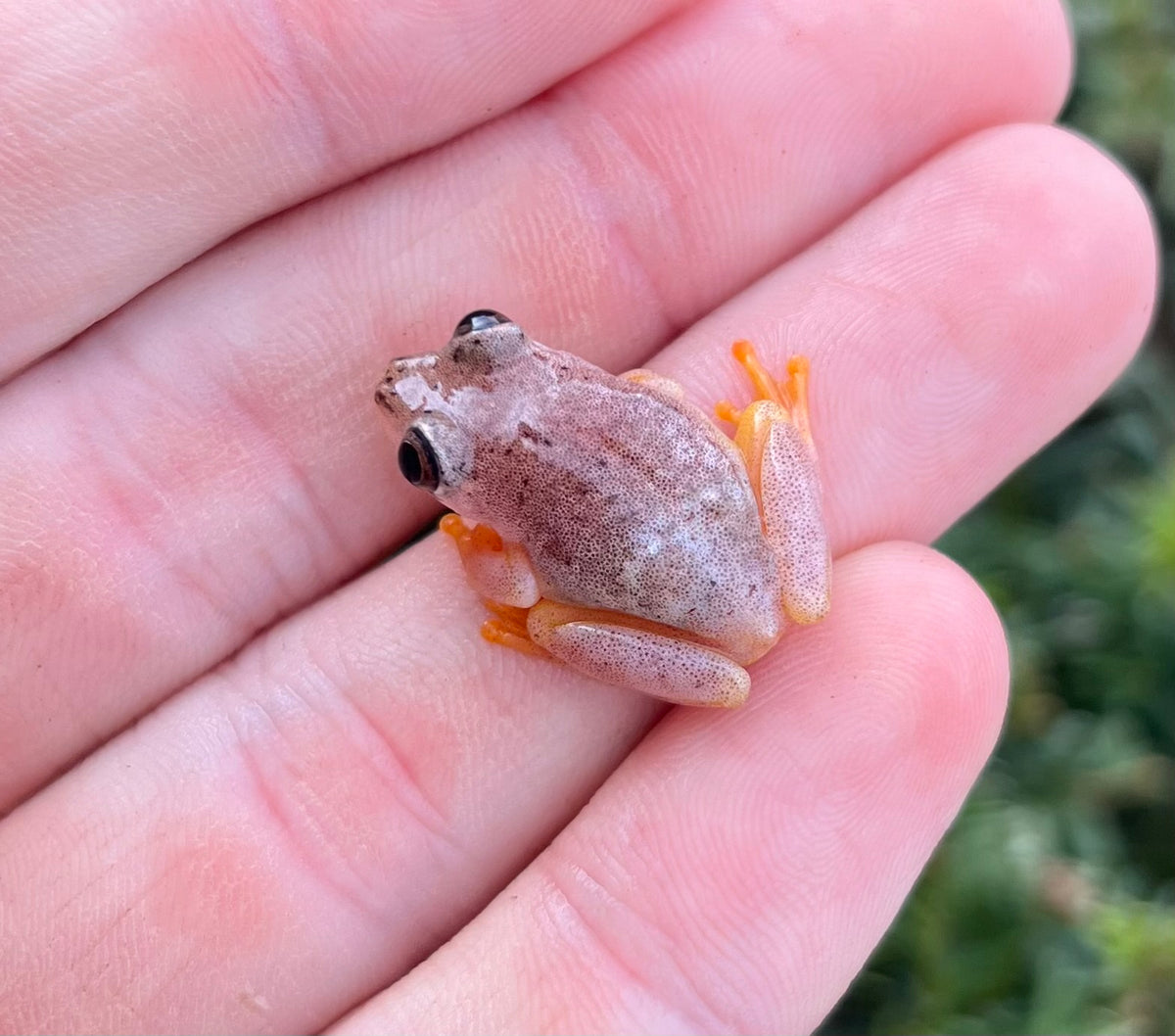 Blue Back Reed Frog – Scales and Tails of Ohio