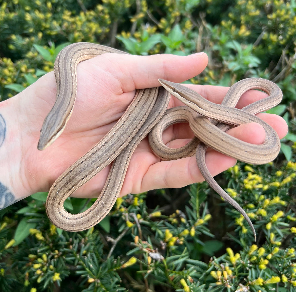New Guinea Legless Lizard – Scales and Tails of Ohio